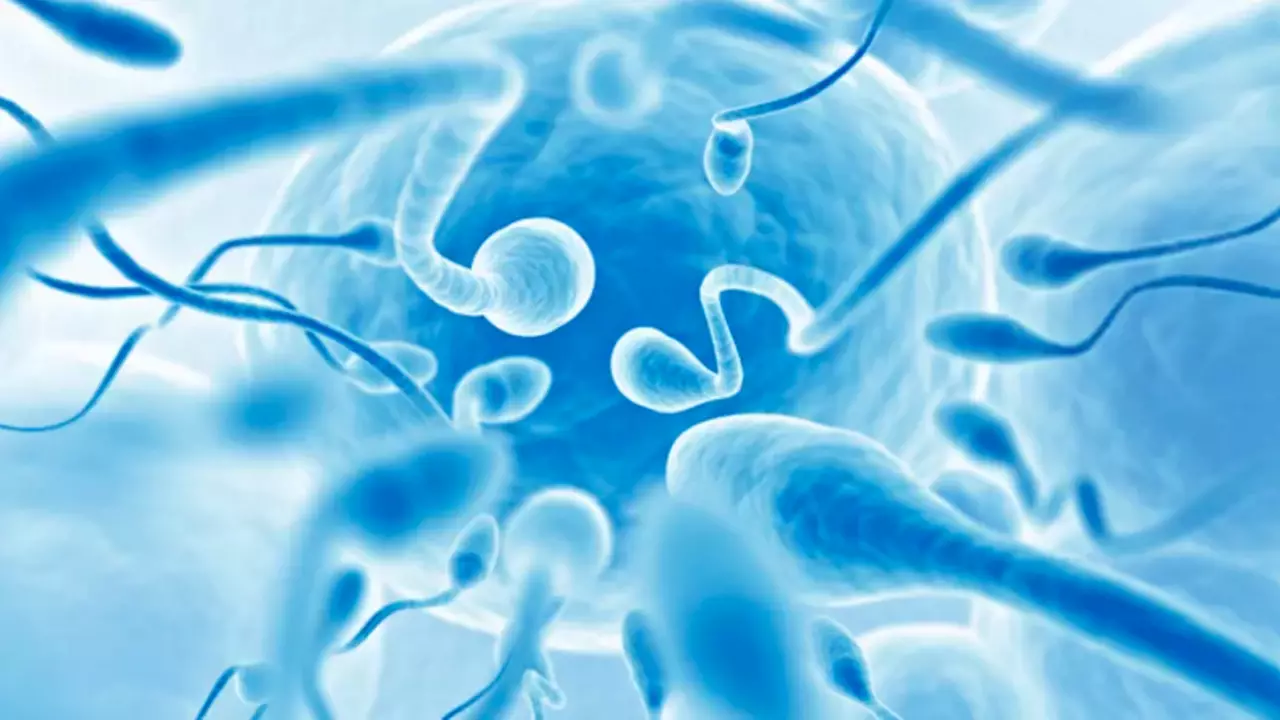 Галимнәр раслыйлар, Көнбатыш ир-атлары арасында сперма саннары кими