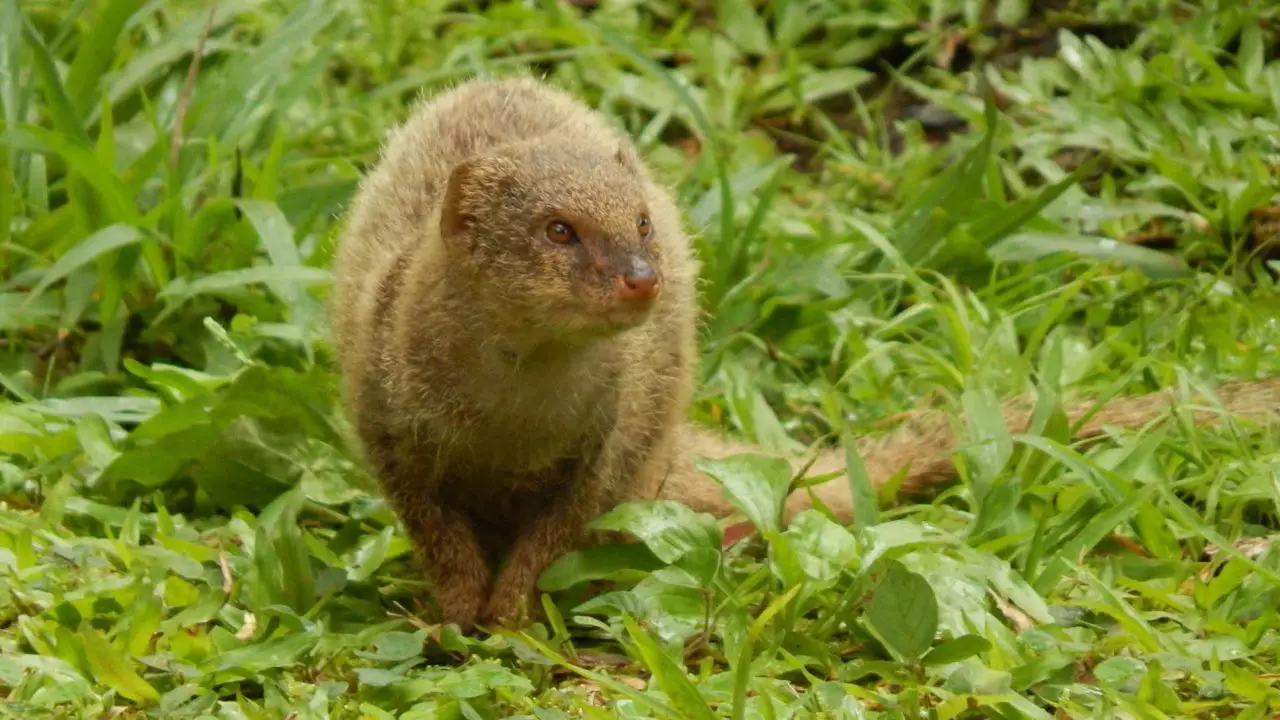 Mongoose Wananuka Kidogo, Wana Mipira Mikubwa Baada ya Kuvamia Visiwa