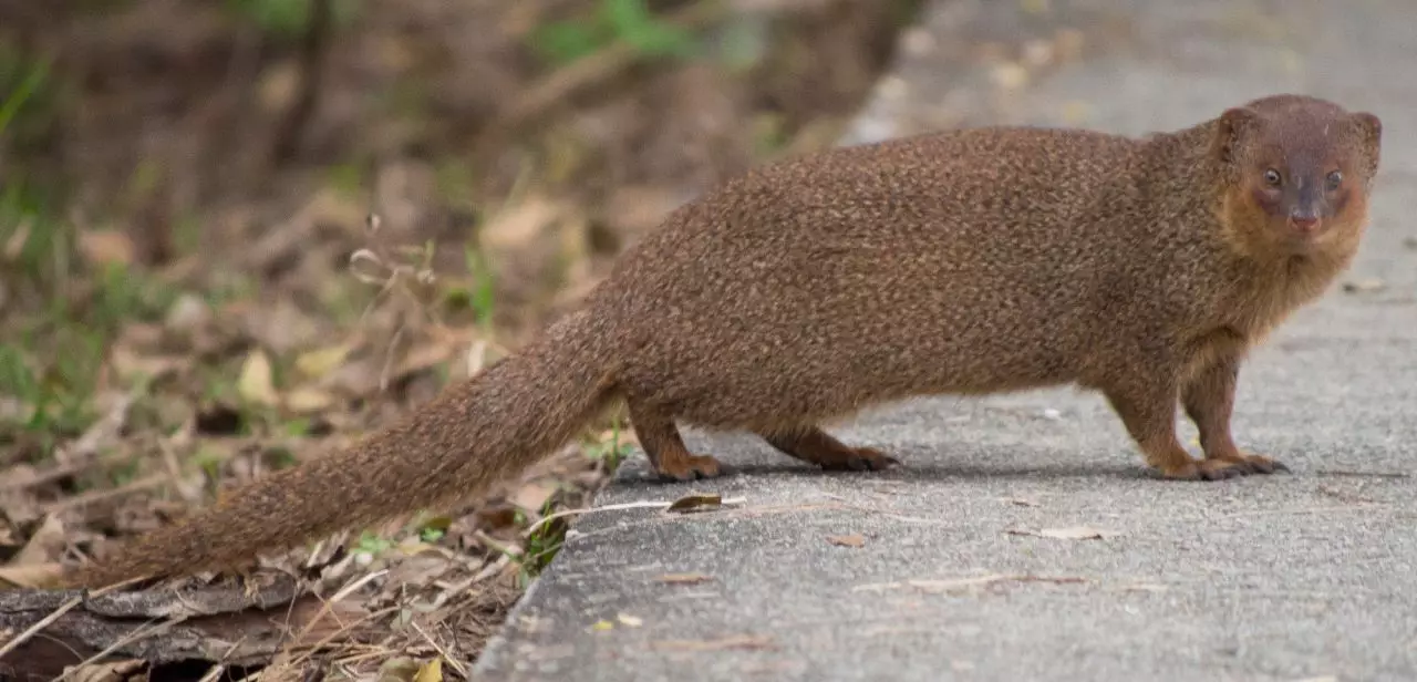 Mongoose Wananuka Kidogo, Wana Mipira Mikubwa Baada ya Kuvamia Visiwa