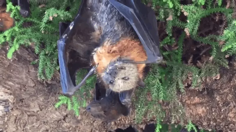 Els ratpenats gegantins moren cap per avall, fent que l'onada de calor d'Austràlia sembli una pel·lícula de terror