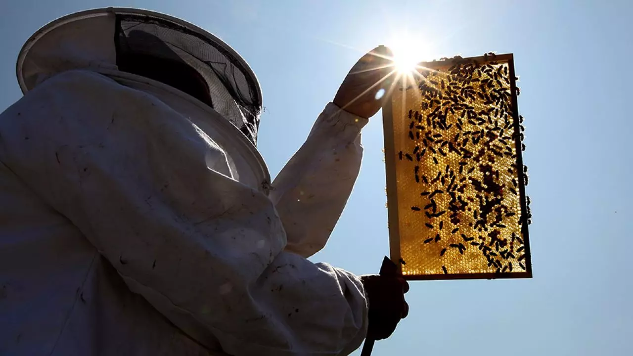 Pencurian Sarang Lebah Meledak Di Selandia Baru Karena Lebah Tidak Bisa Istirahat