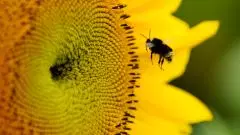 הבית הלבן חוסם רישום של דבורת הבומבוס כמין בסכנת הכחדה
