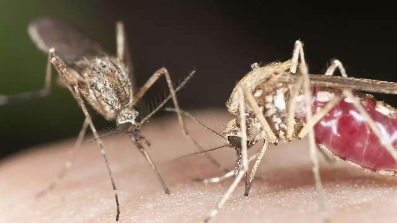 Com mantenir els mosquits fora del vostre jardí