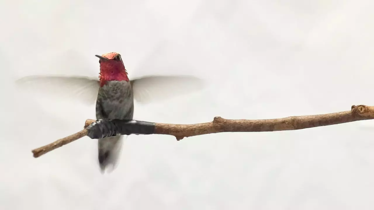 Ndege Yehummingbird Inoshamisa Kupfuura Zvatakaona