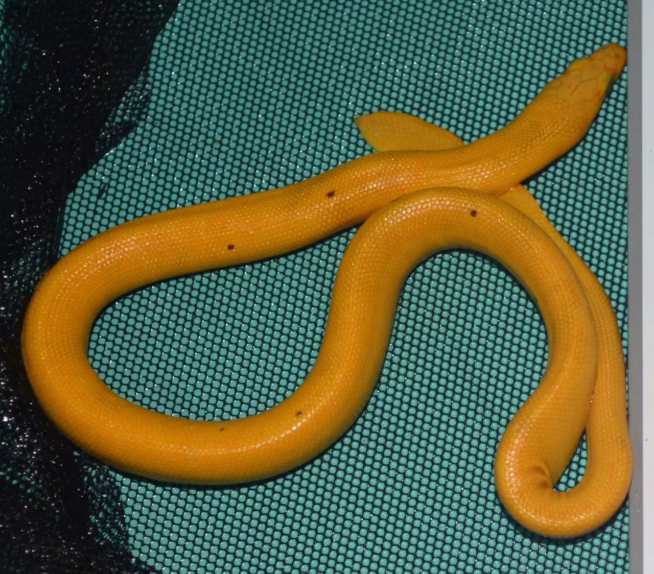 Ang Freaky New Sea Snake Adunay Makalilisang nga Diskarte sa Pangangayam