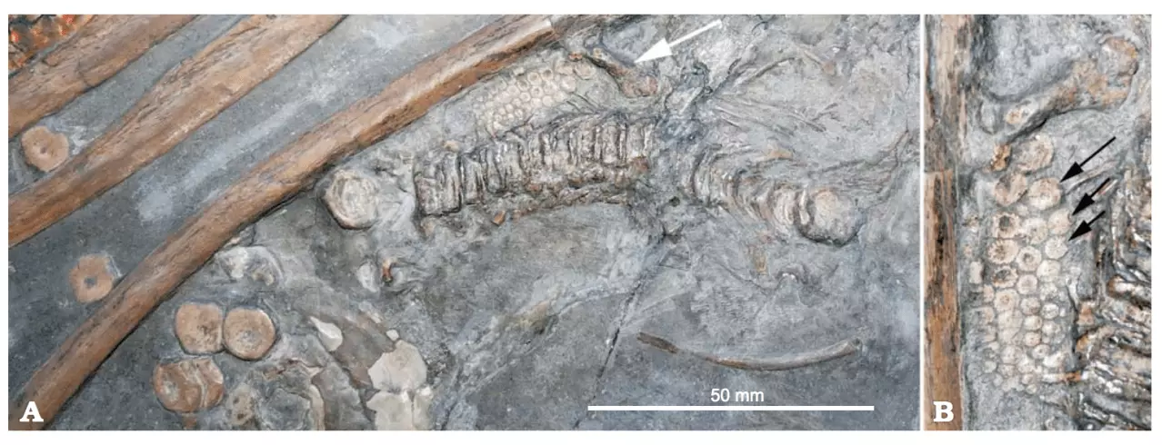 अहिलेसम्म पत्ता लागेको सबैभन्दा ठूलो Ichthyosaurus जीवाश्ममा अप्रत्याशित उपहार समावेश छ