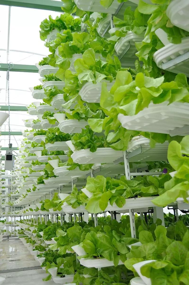 Vertical Farming သည် ကျွန်ုပ်တို့ အစားအစာ ကြီးထွားလာပုံအား တော်လှန်ပြောင်းလဲနေသည်