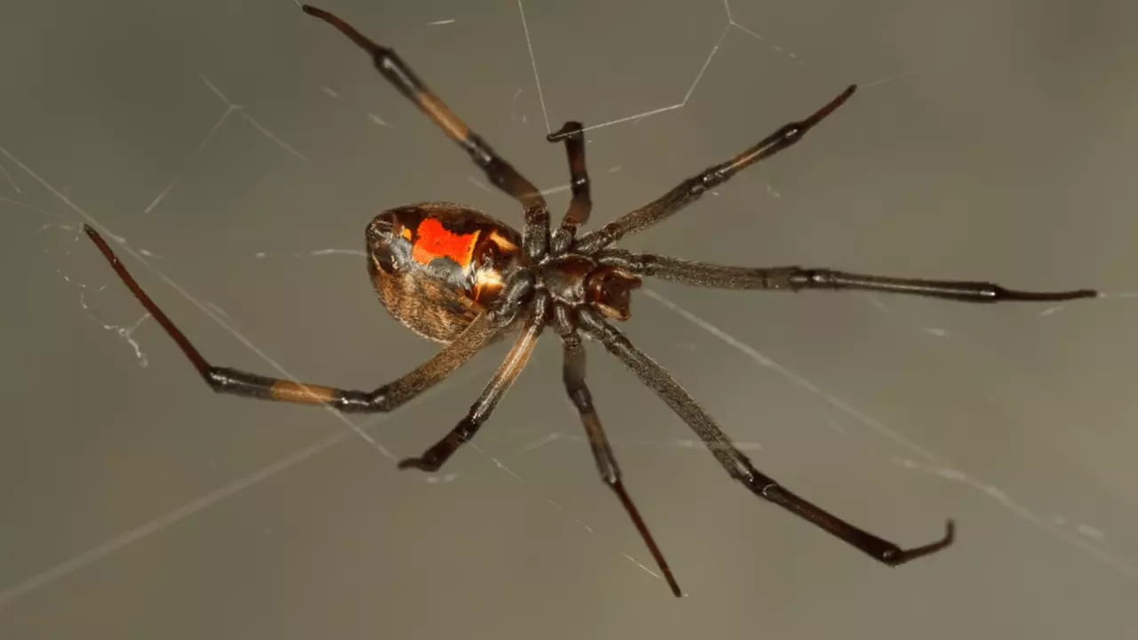 Las arañas viudas marrones macho prefieren a las hembras mayores caníbales sin razón aparente