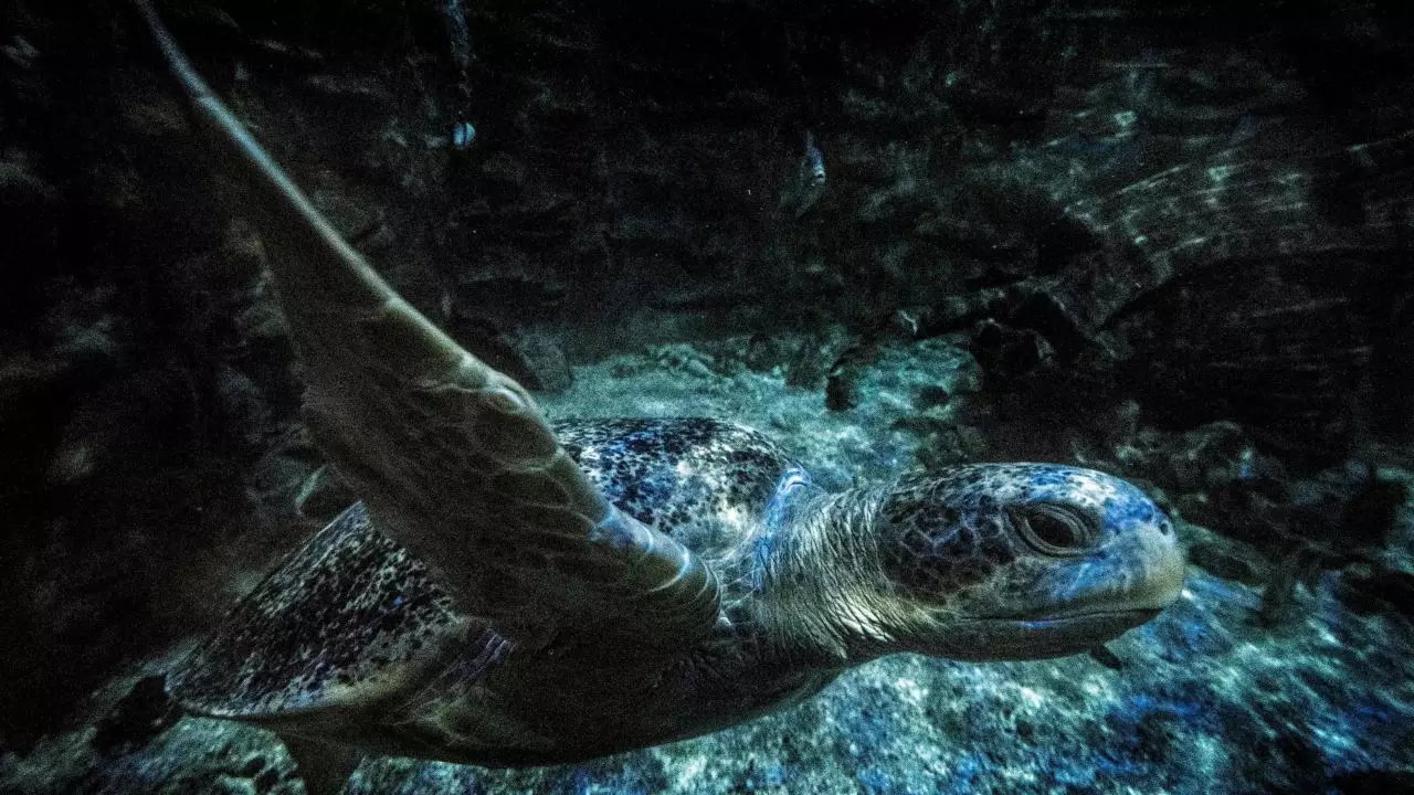 Novo estudo mostra que tartarugas marinhas comem plástico porque cheiram a comida
