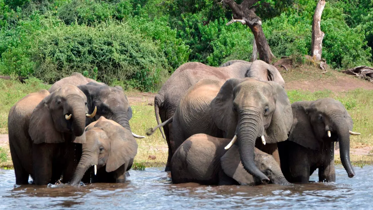 V Bocvani zaradi 'krivolovske blaznosti' brez primere umrlo skoraj 100 slonov