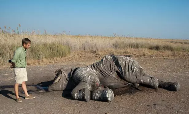 Példátlan „orvvadászőrület” Botswanában csaknem 100 elefánt halt meg