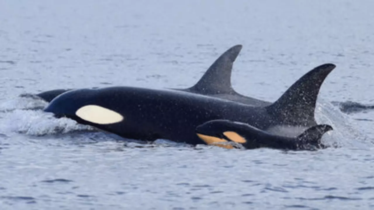 Pareja de orcas madre-hijo comete infanticidio en drama oceánico de Shakespeare