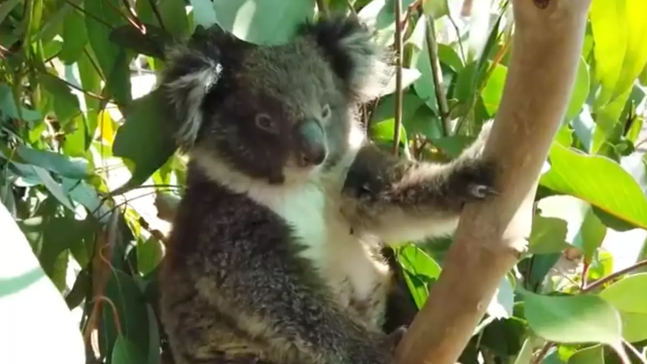 Sabemos como salvar os koalas de NSW da extinción, pero o goberno debe comprometerse