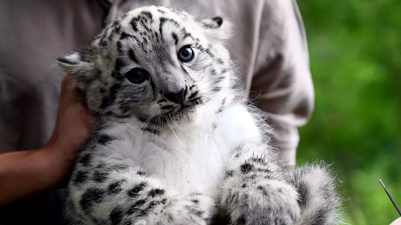 Las mejores transmisiones en vivo de animales en Australia para sintonizar durante el autoaislamiento