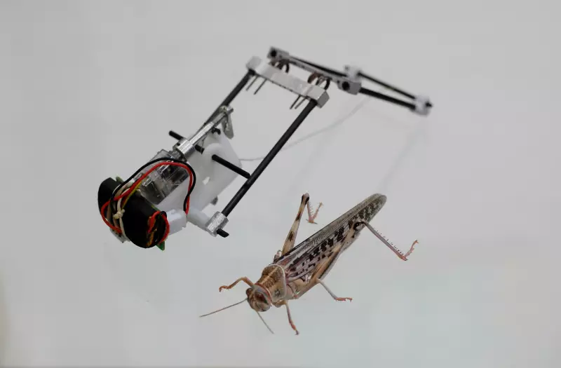 Locust Robot no dhia 3 meters siab thiab tuaj yeem ua rau muaj kev puas tsuaj loj