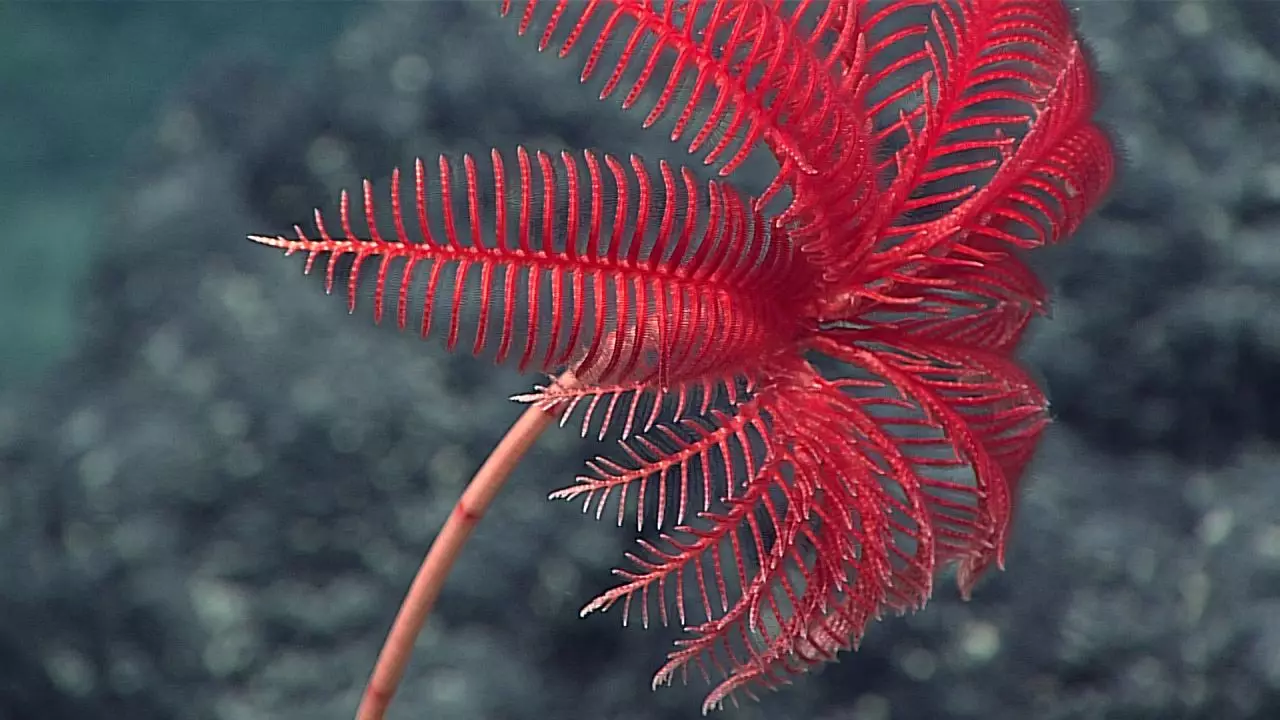 Mariana Trench Livestream afslører nogle alvorligt knarrede skabninger