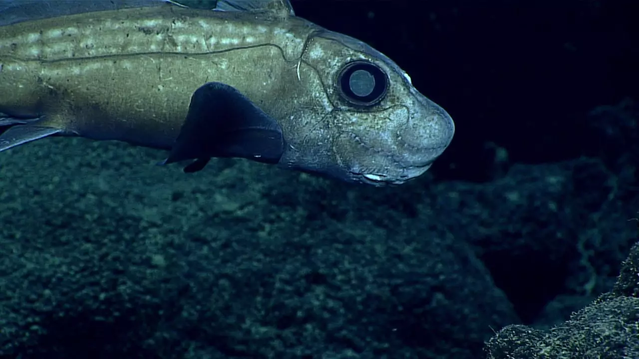 Mariana Trench tiešraides straume atklāj dažas nopietnas būtnes