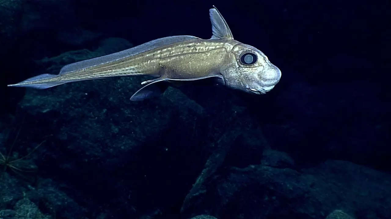 Inihayag ng Mariana Trench Live Stream ang Ilang Seryosong Mabangis na Nilalang