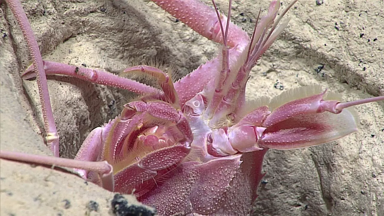 สตรีมสดของ Mariana Trench เผยให้เห็นสิ่งมีชีวิตที่น่ากลัวบางอย่าง