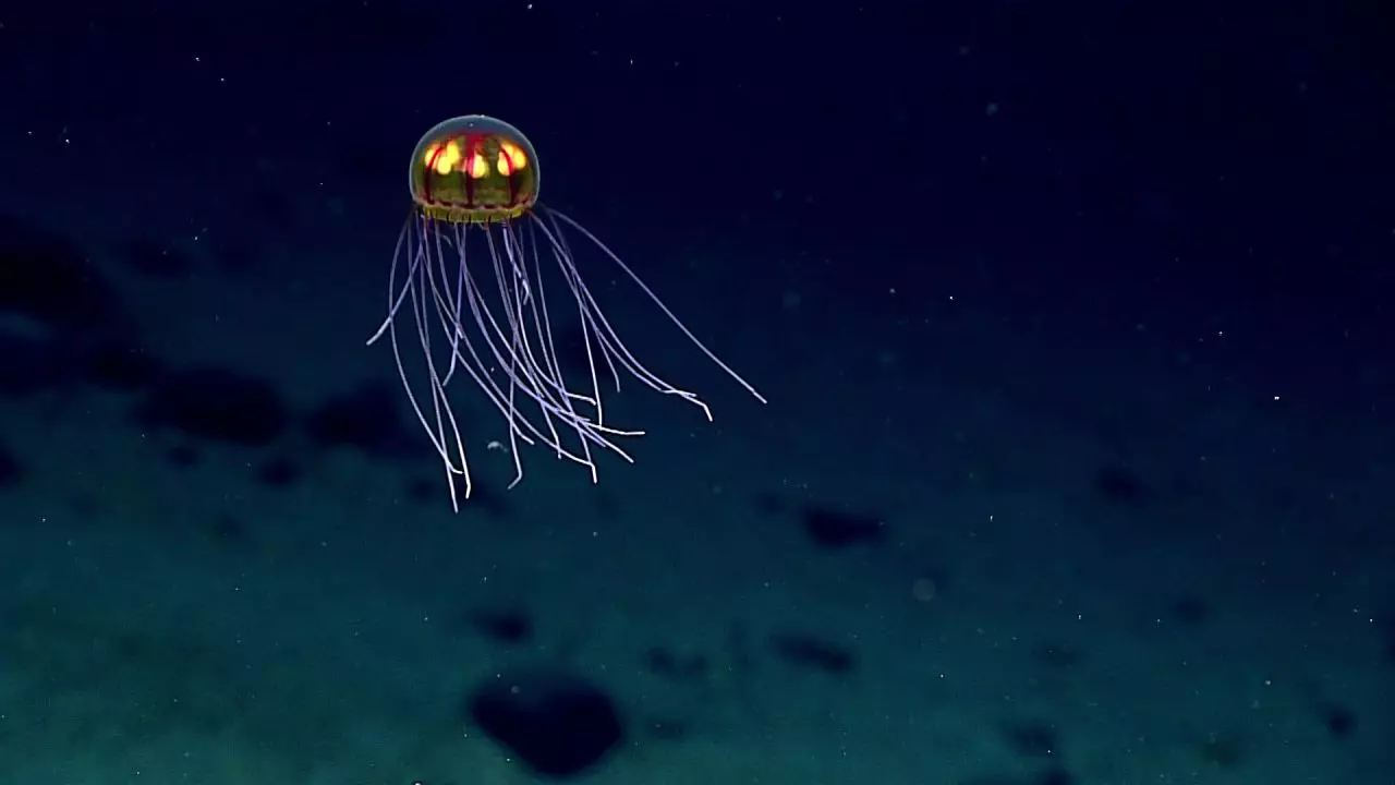 O Mariana Trench Live Stream ua fa'aalia ai nisi o manu fe'ai