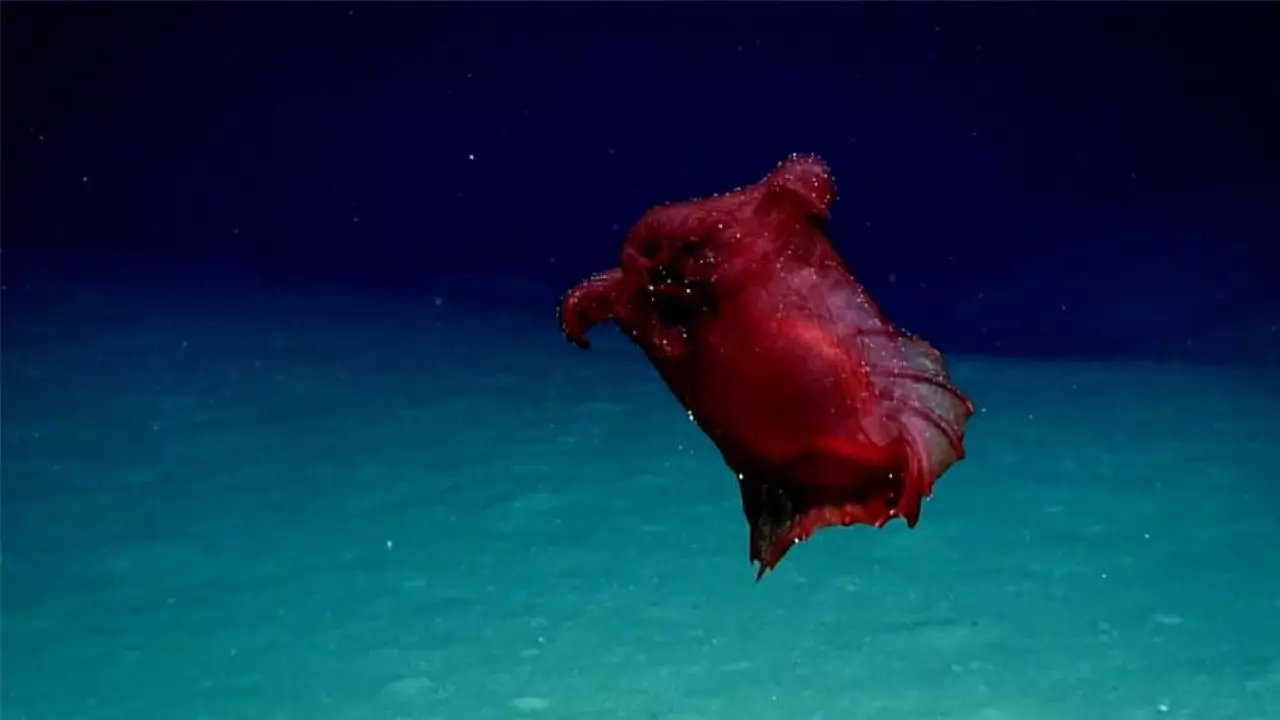 12 सागरी प्राणी जे अत्यंत बनावट दिसतात
