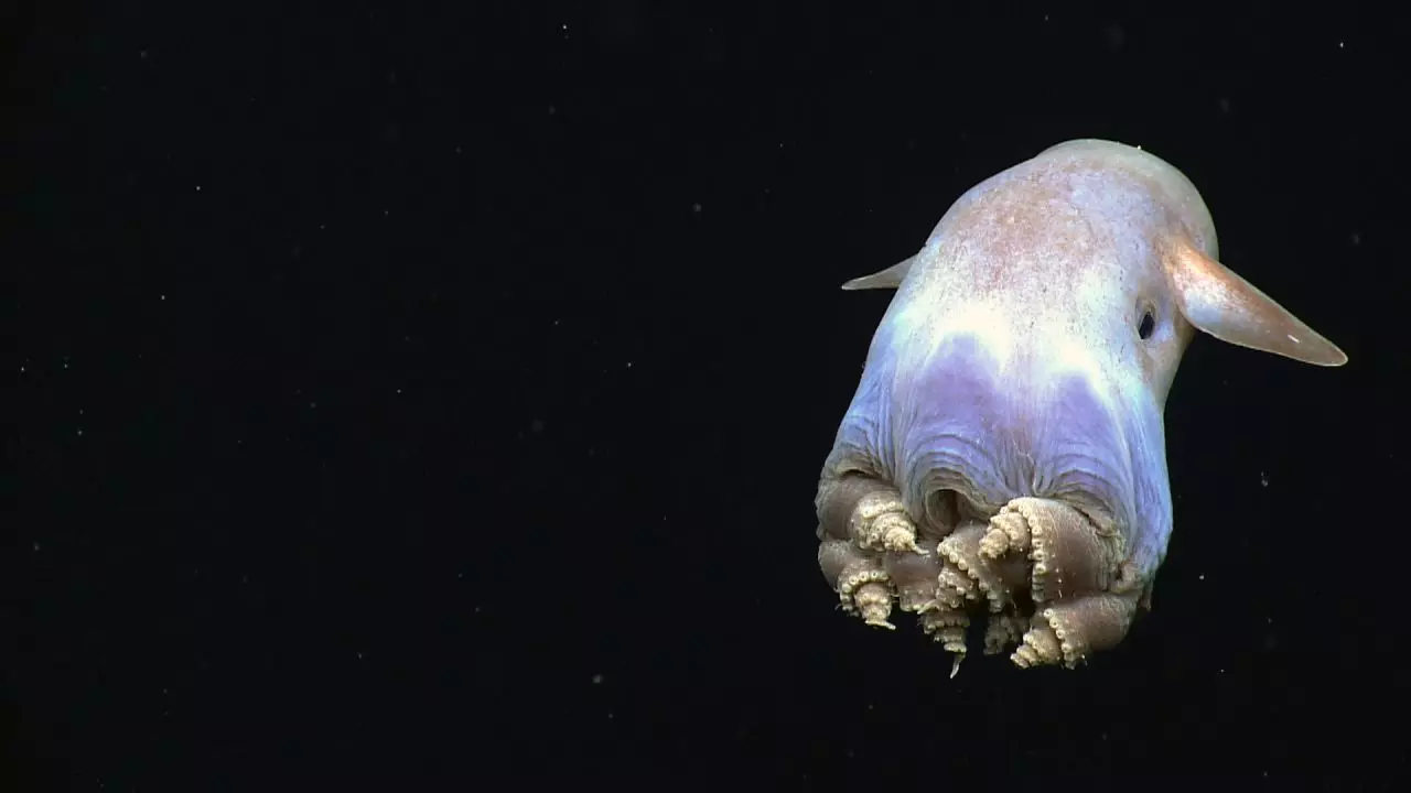 Otu octopus dumbo na-egwu mmiri na Ọwara Mexico. (Foto: NOAA)