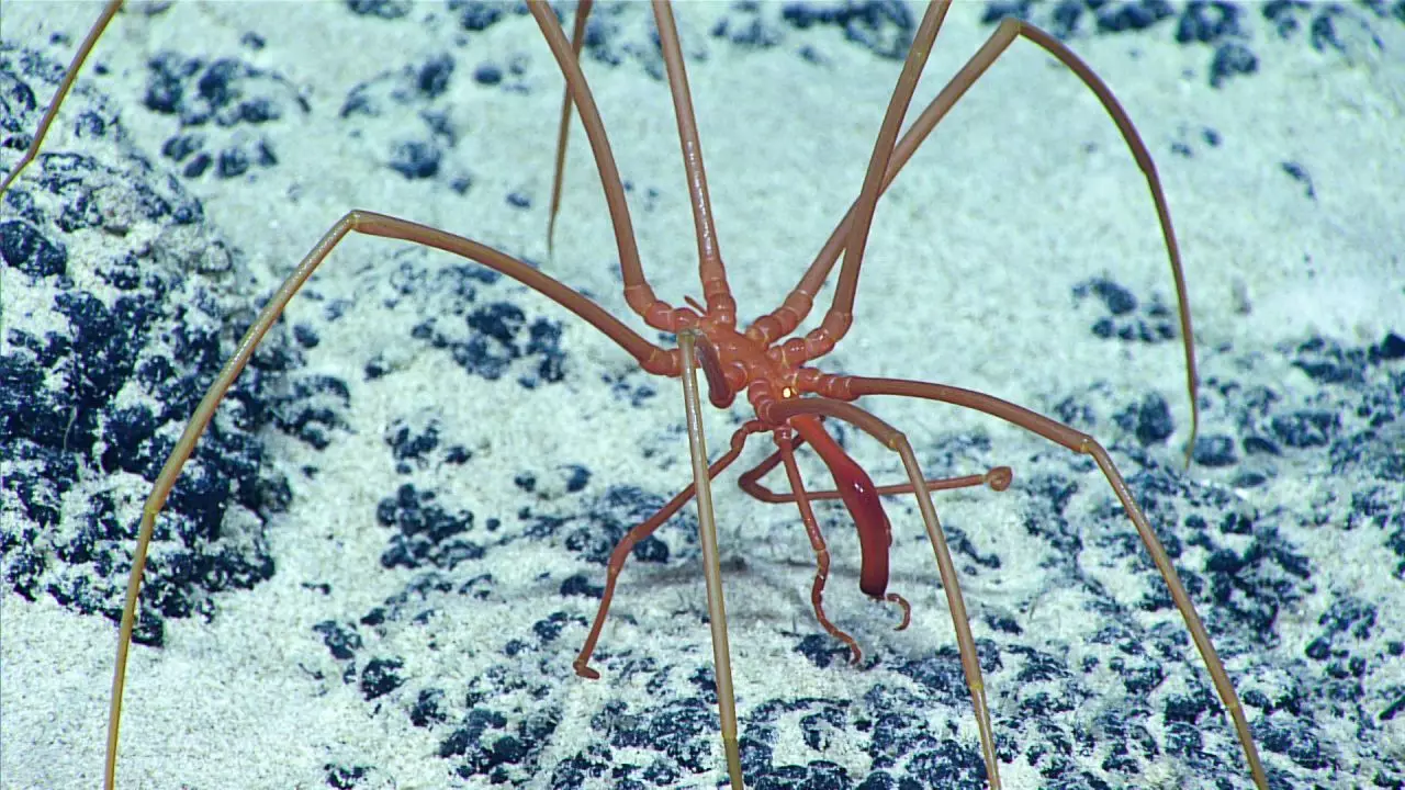 Një merimangë deti. (Imazhi: NOAA)