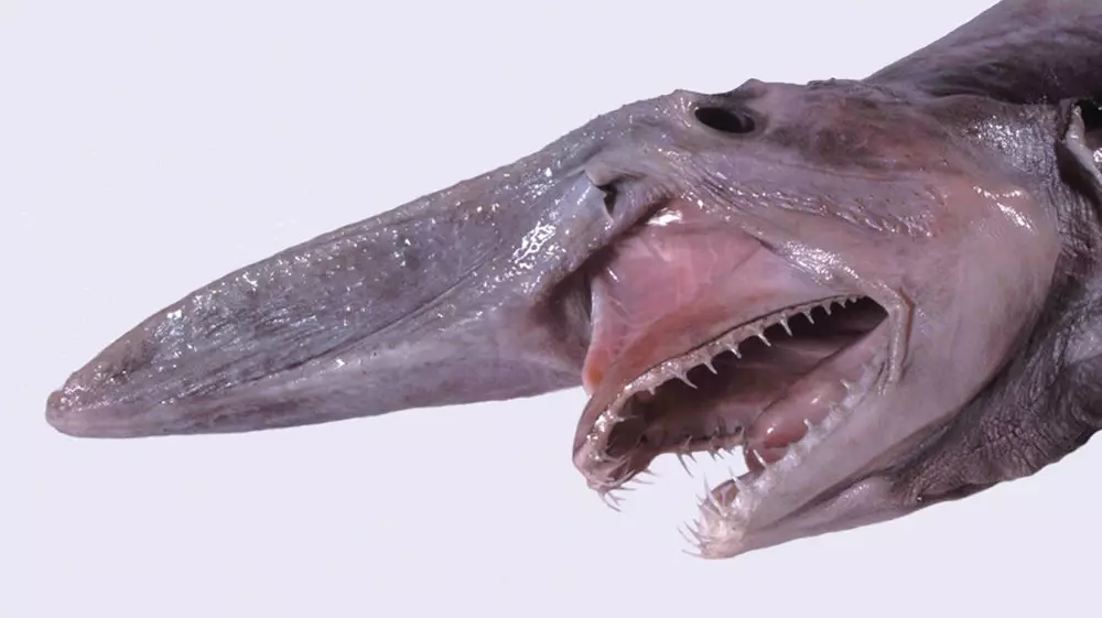 Testa di uno squalo goblin. (Immagine: Dianne Bray/Museo Victoria)