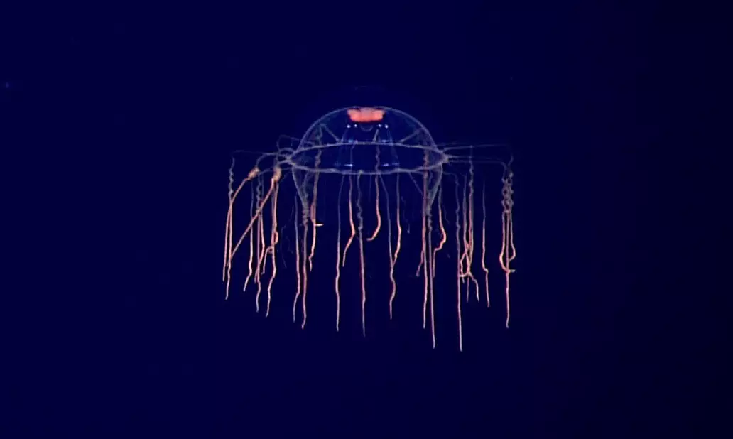 Awọn eya hydromedusa ti jellyfish okun ti o jinlẹ, bi a ti rii ni ọdun 2016. (Aworan: NOAA)