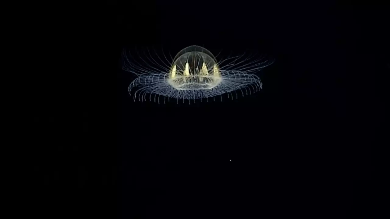 2017 ರಲ್ಲಿ ಸಮೋವನ್ ದ್ವೀಪಸಮೂಹದಲ್ಲಿ ಕಂಡುಬಂದ ರೋಪಲೋನೆಮ್ಯಾಟಿಡ್ ಟ್ರಾಕಿಮೆಡುಸಾ. (ಚಿತ್ರ: NOAA)