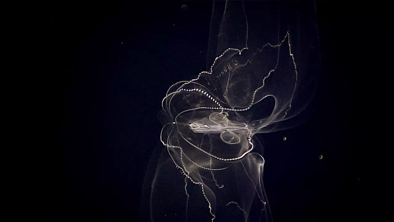 Lobate ctenophore (tabi comb jelly). (Aworan: NOAA)