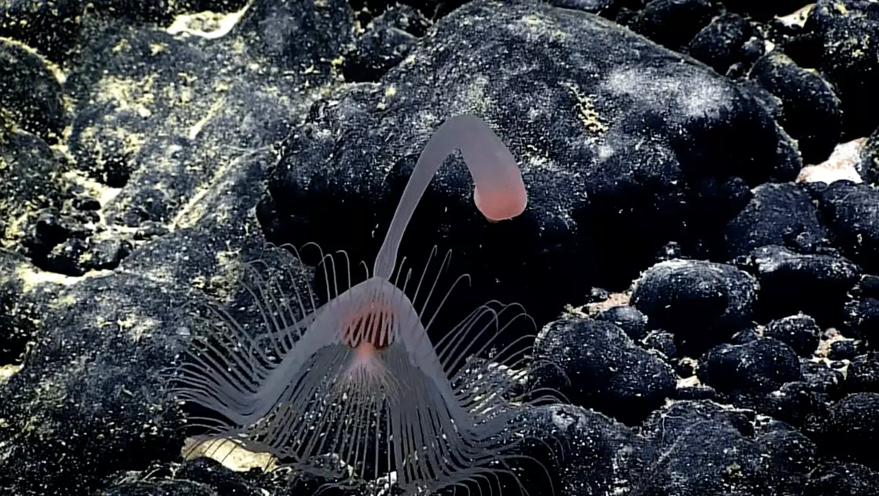 Hidroid, ki raziskuje podvodno goro. (Slika: NOAA)