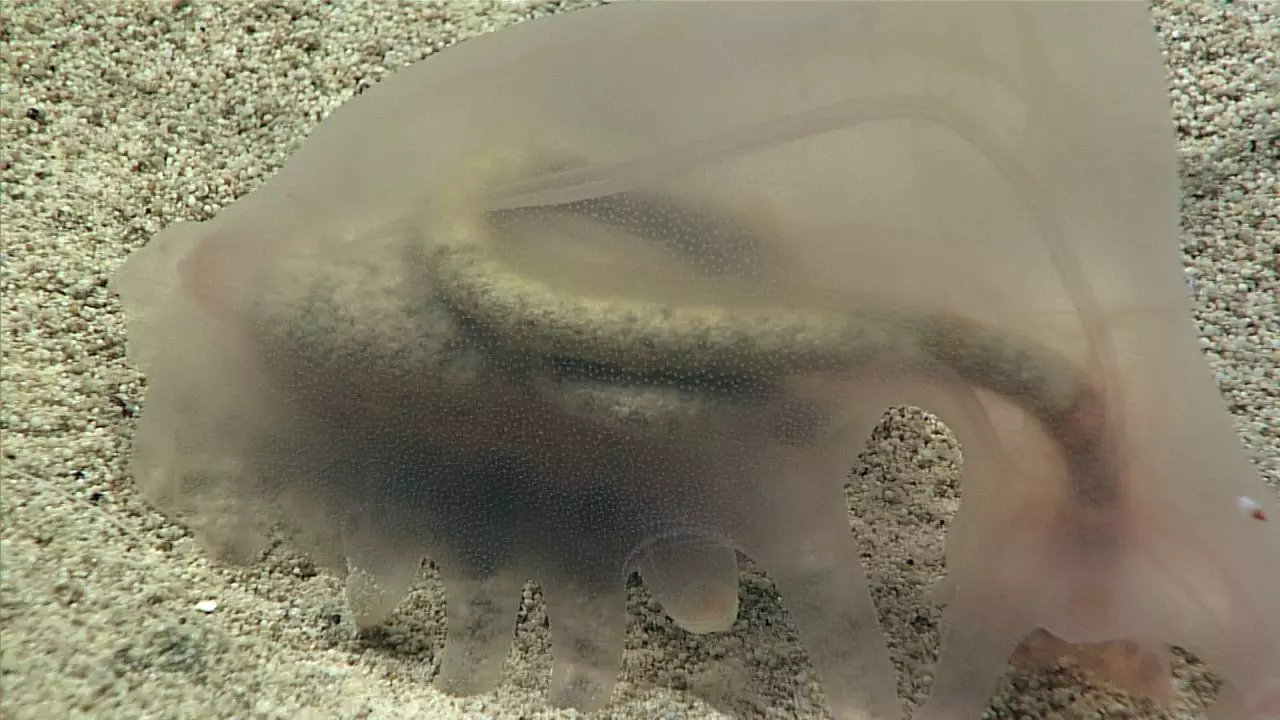 Голотурський морський огірок у 2017 році. (Зображення: NOAA)