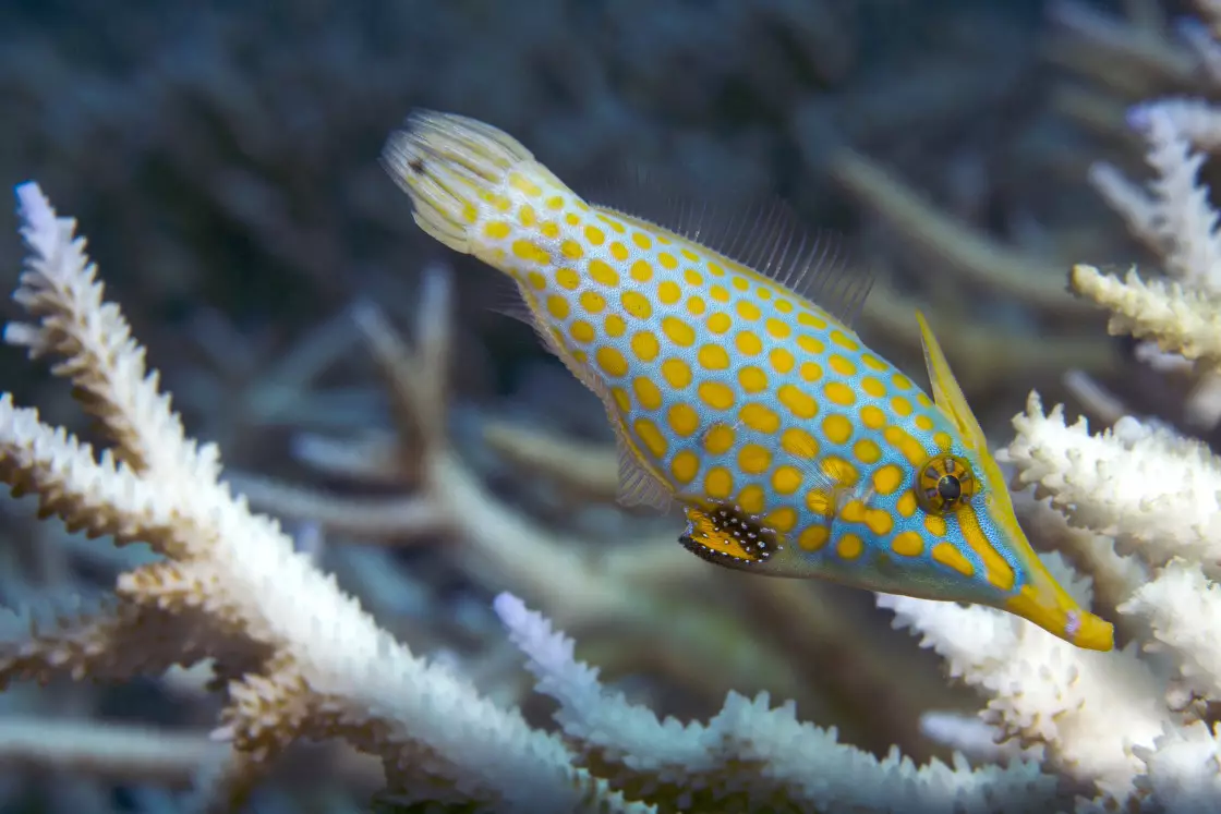 ဤသည်မှာ ကမ္ဘာမြေကြီး၏ သန္တာကျောက်တန်းများ အစုလိုက်အပြုံလိုက်သေဆုံးသွားပုံဖြစ်သည်။
