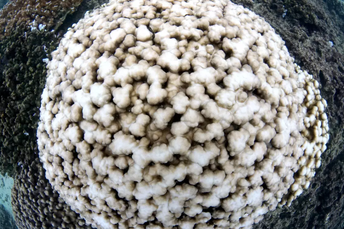 Voici à quoi ressemble une mortalité massive des récifs coralliens de la Terre