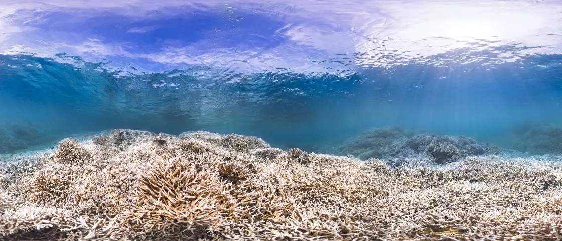 這就是地球珊瑚礁大規模死亡的樣子