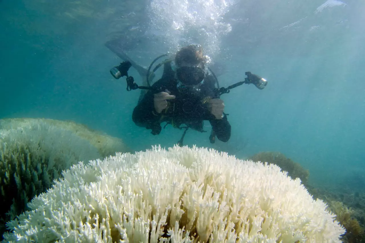 Taip atrodo masinis Žemės koralų rifų nykimas