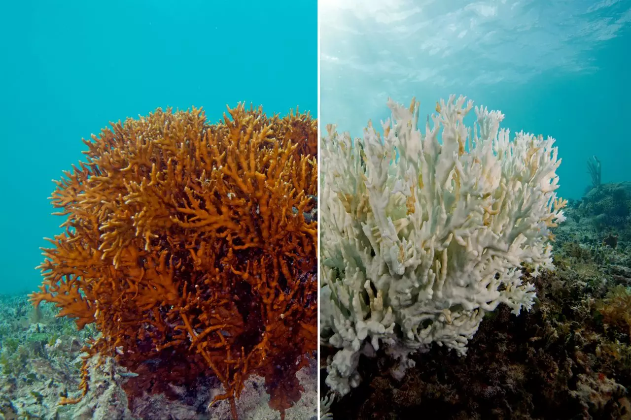 Ito Ang Mukhang Isang Mass Die-Off Ng Mga Coral Reef ng Earth