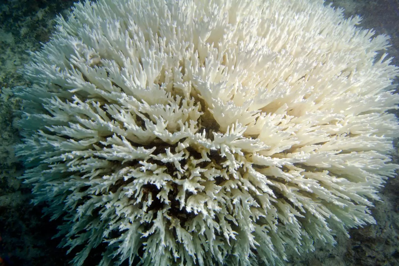 ဤသည်မှာ ကမ္ဘာမြေကြီး၏ သန္တာကျောက်တန်းများ အစုလိုက်အပြုံလိုက်သေဆုံးသွားပုံဖြစ်သည်။