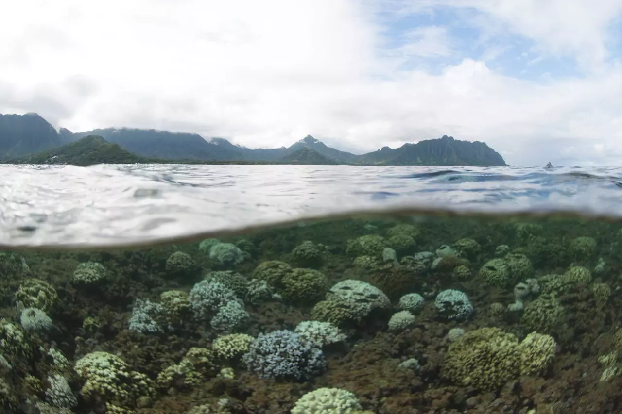 Slik ser en massedød av jordens korallrev ut