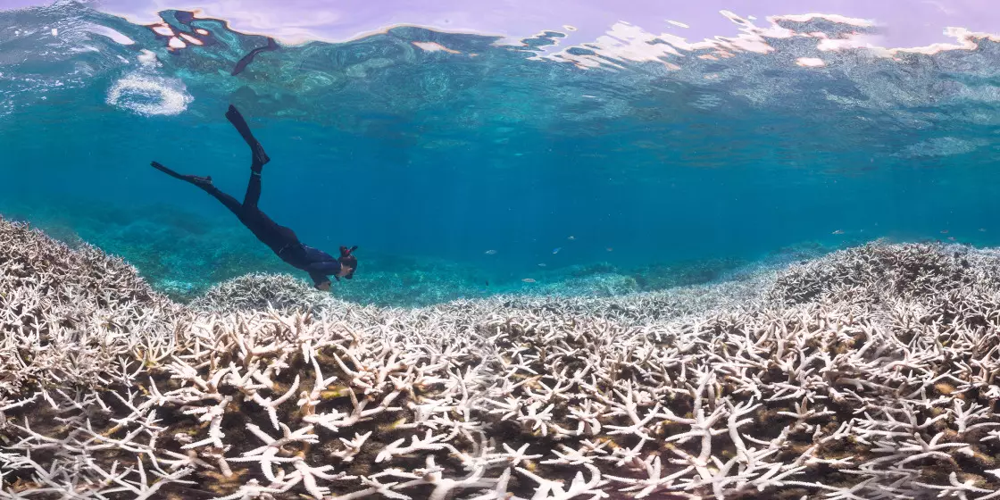 Taip atrodo masinis Žemės koralų rifų nykimas