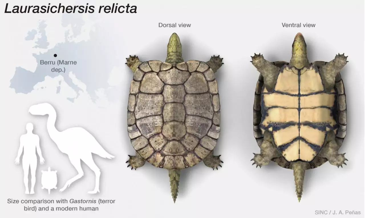 „Странната“ сухоземна костенурка по някакъв начин оцеля масово изчезване, което уби динозаврите