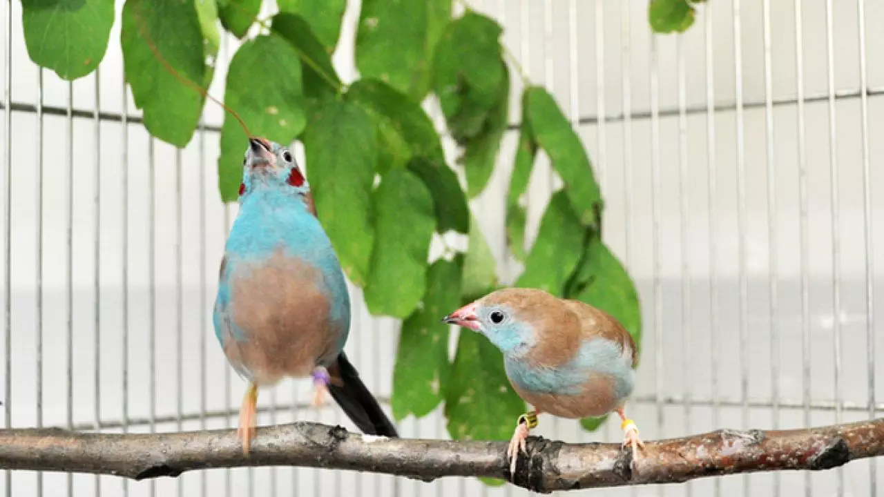 Slow Motion Video Reveals Rapid-Fire Dance Of Courting Songbirds