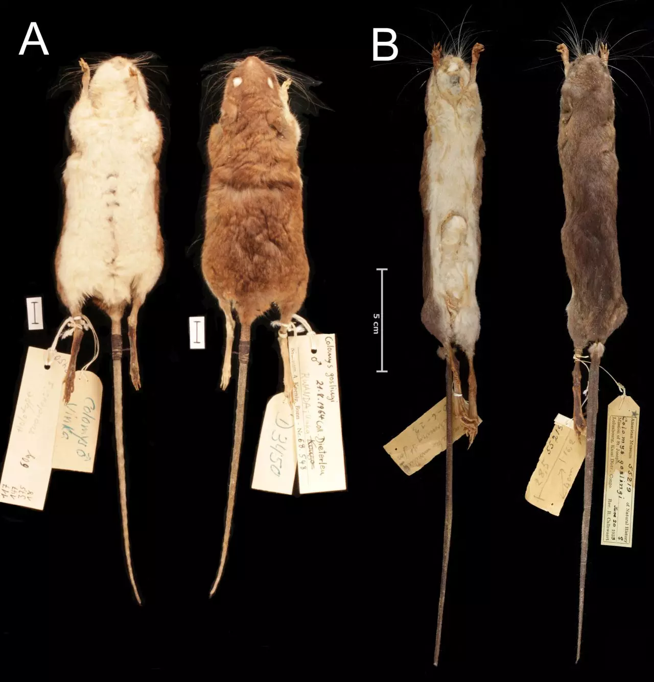 Примерци мишева штула проучавани у новом раду. Раније позната врста Ц. гослинги је лево, а новоописана врста Ц. лумумбаи је десно. (Слика: Т. Ц. Гиарла ет ал., 2020.)