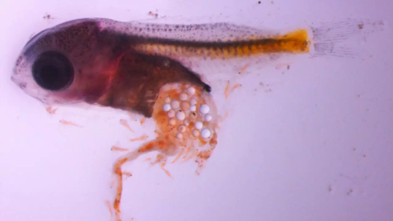 Les jeunes poissons deviennent accros aux microbilles de plastique