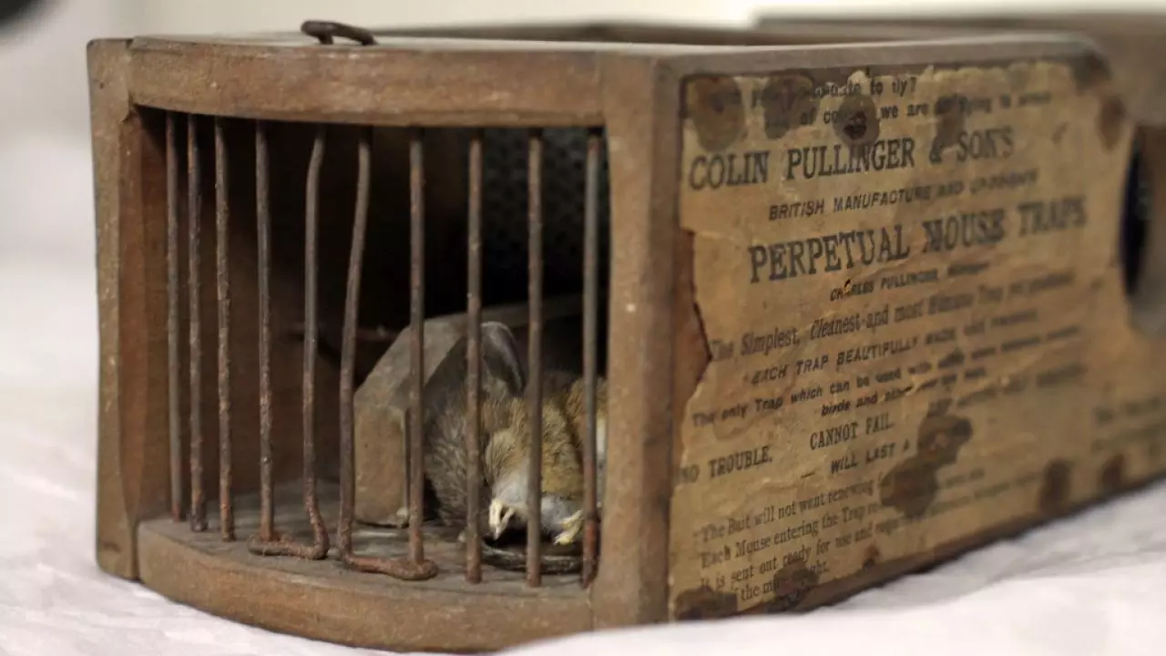 博物館の155年前のアンティークネズミ捕りはまだ齧歯動物を捕まえています
